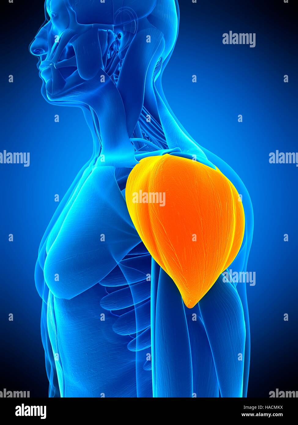 Deltoide posteriore immagini e fotografie stock ad alta risoluzione - Alamy