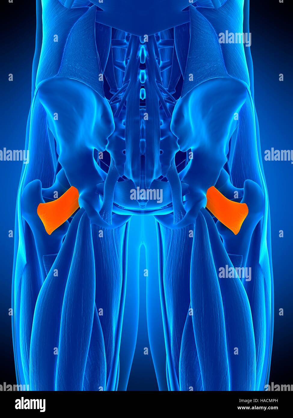 Quadratus femoris muscle immagini e fotografie stock ad alta ...