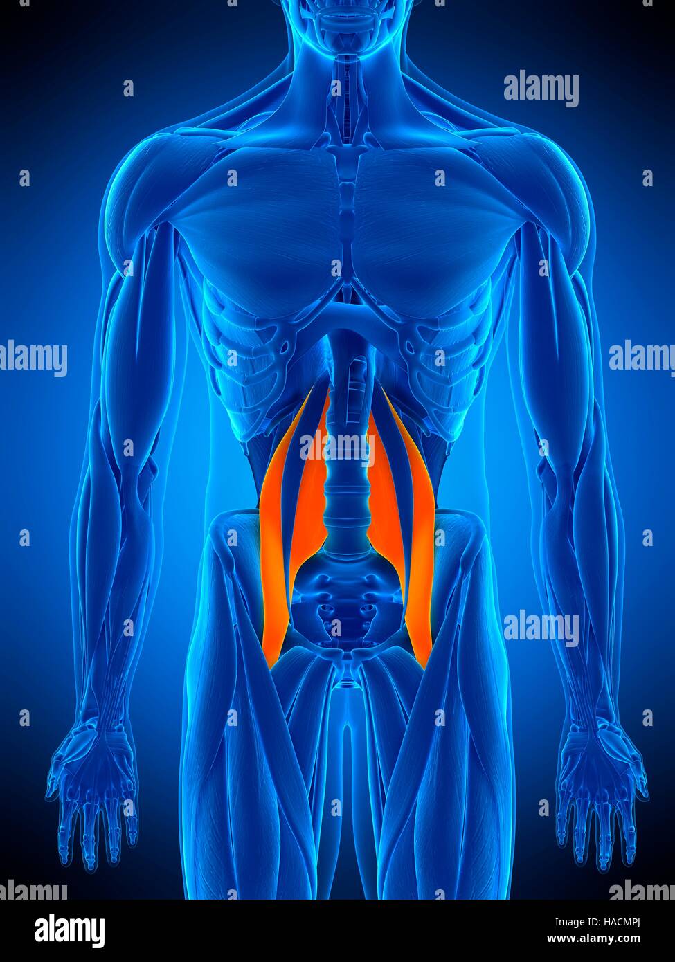 Psoas major muscle immagini e fotografie stock ad alta risoluzione - Alamy