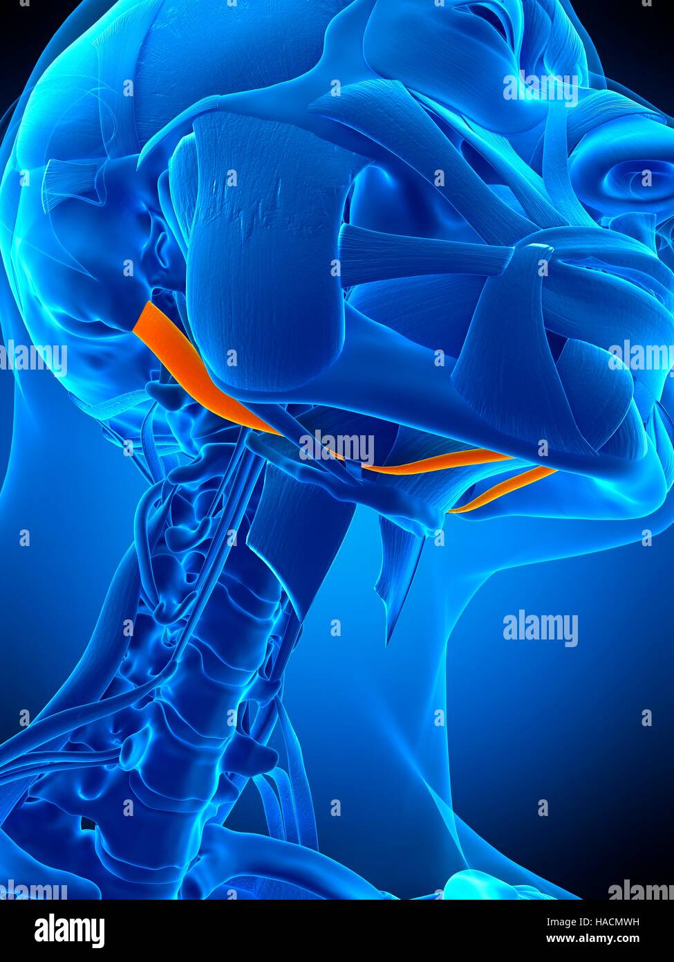 Muscolo digastrico immagini e fotografie stock ad alta risoluzione - Alamy