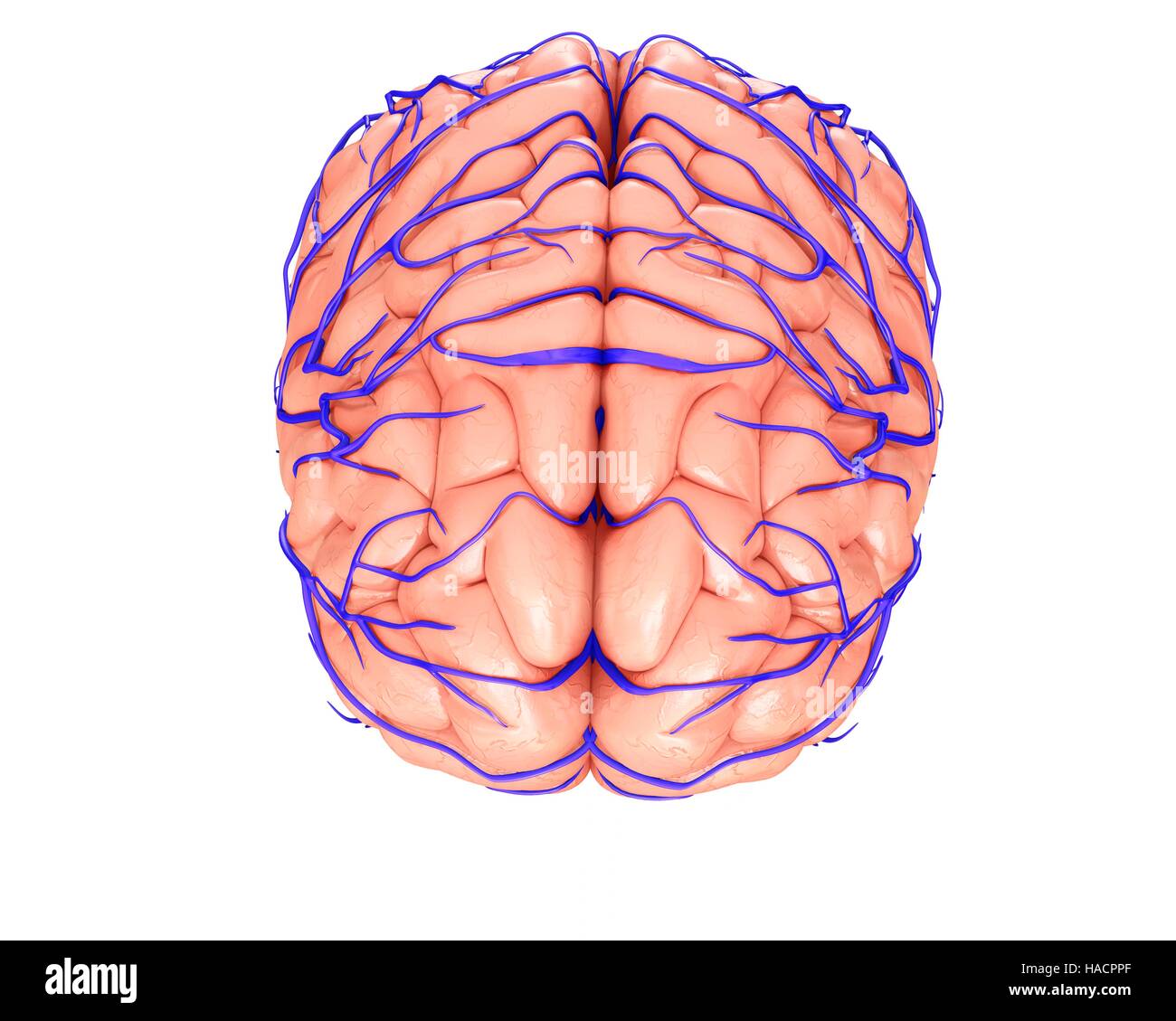 Illustrazione di anatomia delle vene immagini e fotografie stock ad ...