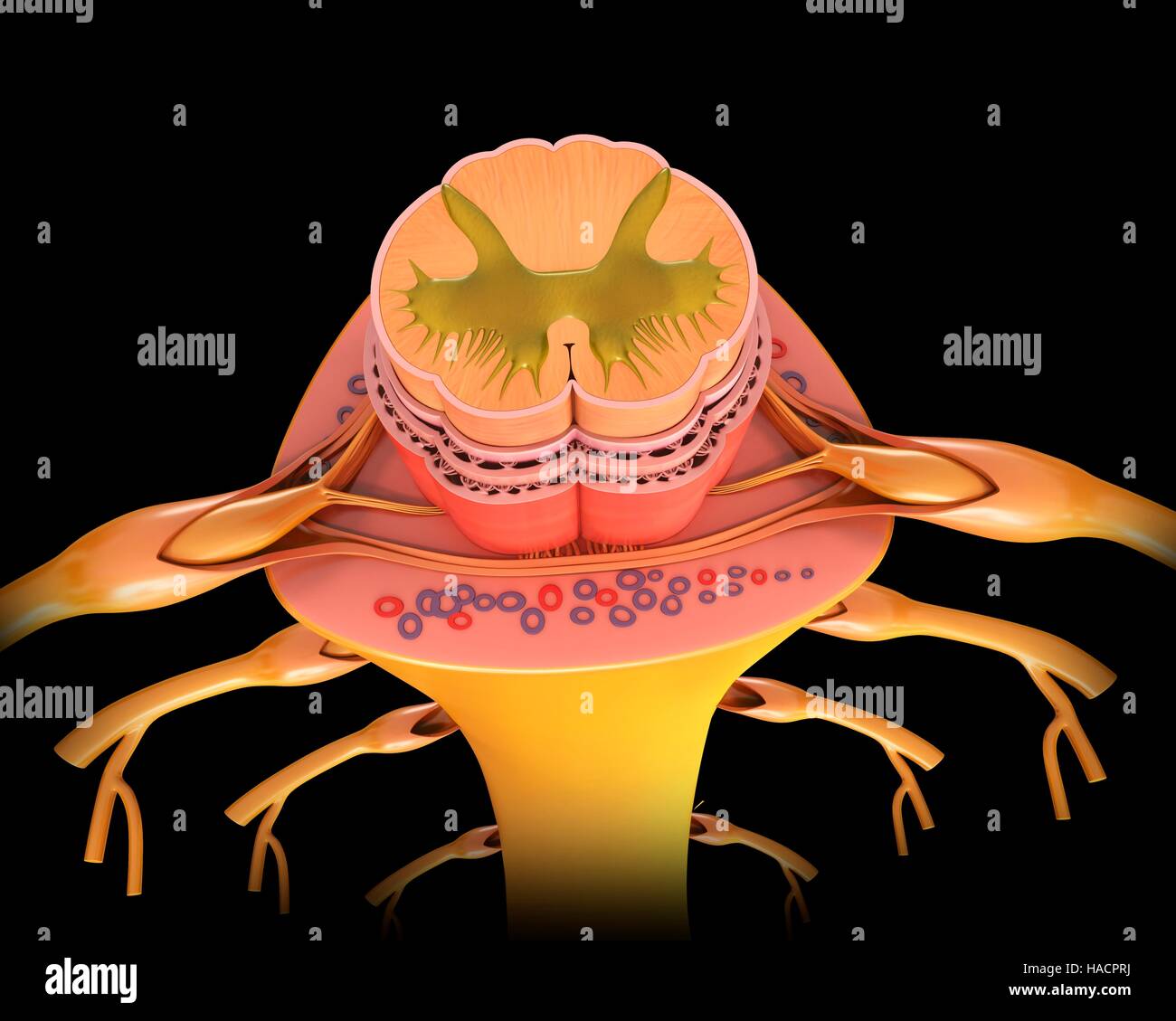 Sezione del midollo spinale immagini e fotografie stock ad alta ...
