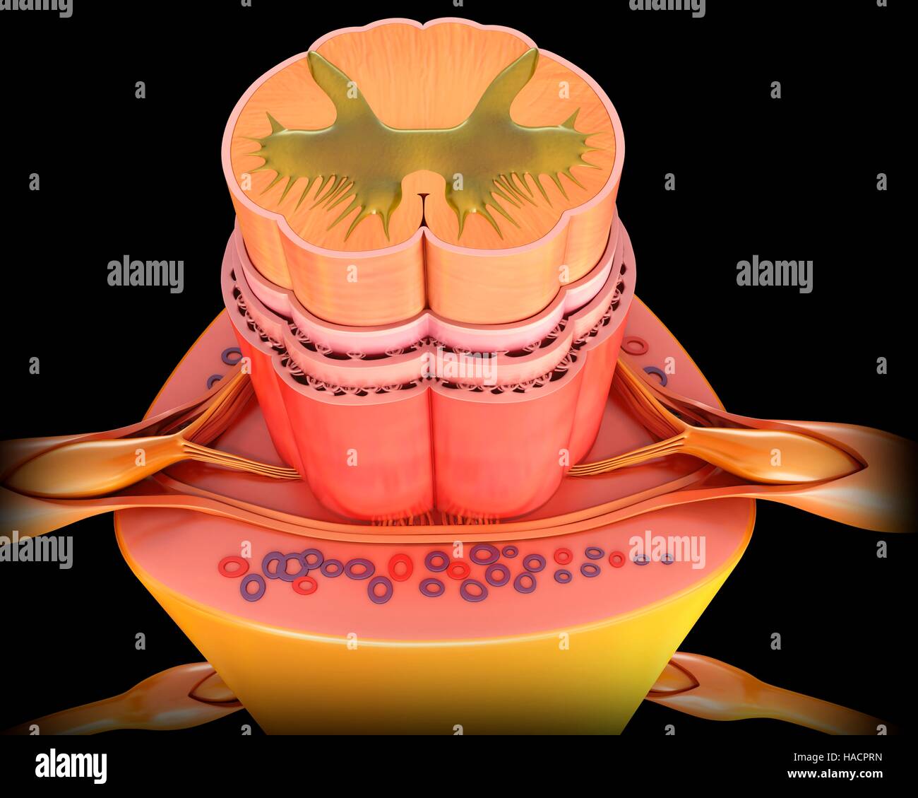 Sezione del midollo spinale immagini e fotografie stock ad alta ...