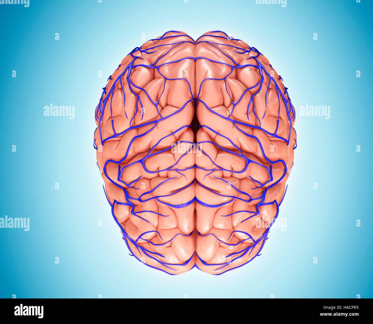 Illustrazione delle vene cerebrali e anatomia Foto stock - Alamy