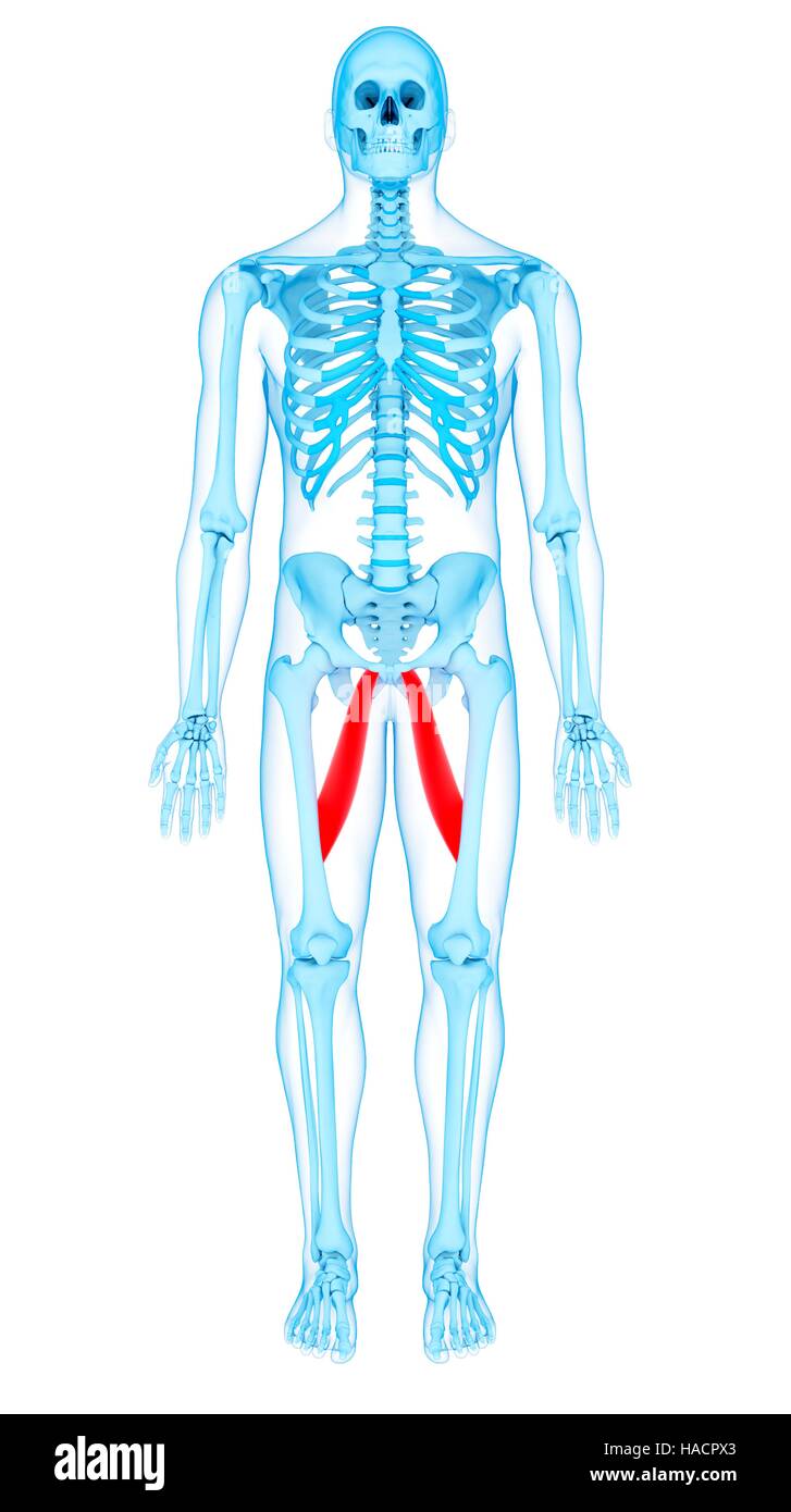 Illustrazione dell'adduttore longus muscoli Foto stock - Alamy