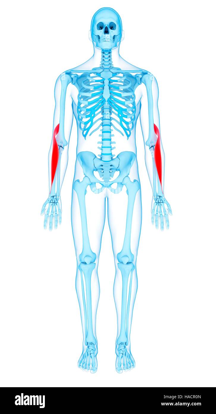 Muscoli della parte inferiore del braccio umano immagini e fotografie ...