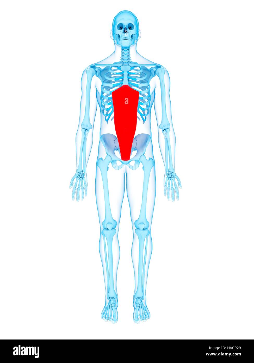 Illustrazione di anatomia dei muscoli addominali maschili Immagini ...