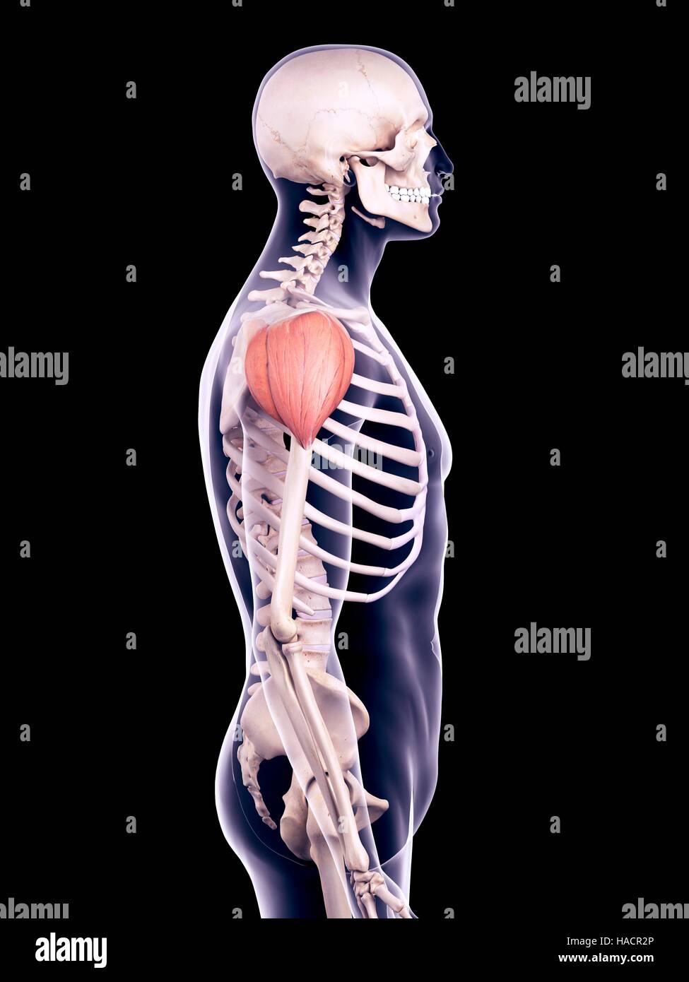 Deltoide posteriore immagini e fotografie stock ad alta risoluzione - Alamy