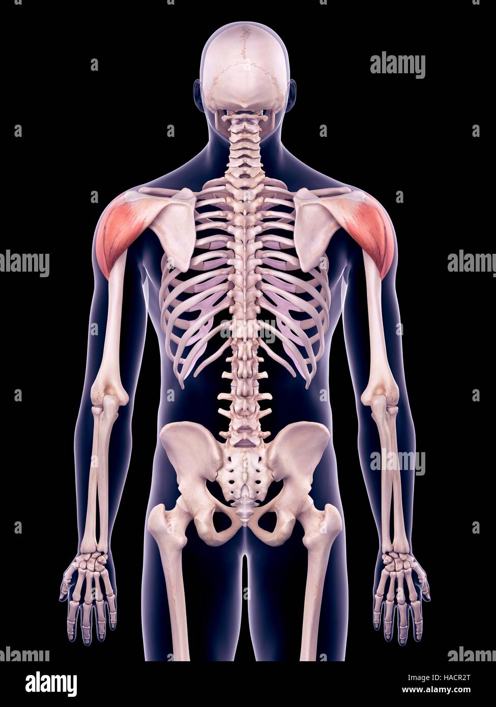 Muscoli deltoidi immagini e fotografie stock ad alta risoluzione - Alamy
