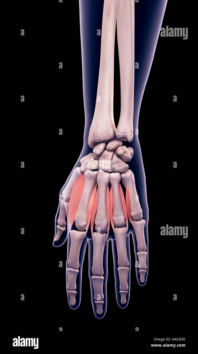 Muscoli interossei della mano immagini e fotografie stock ad alta risoluzione - Alamy