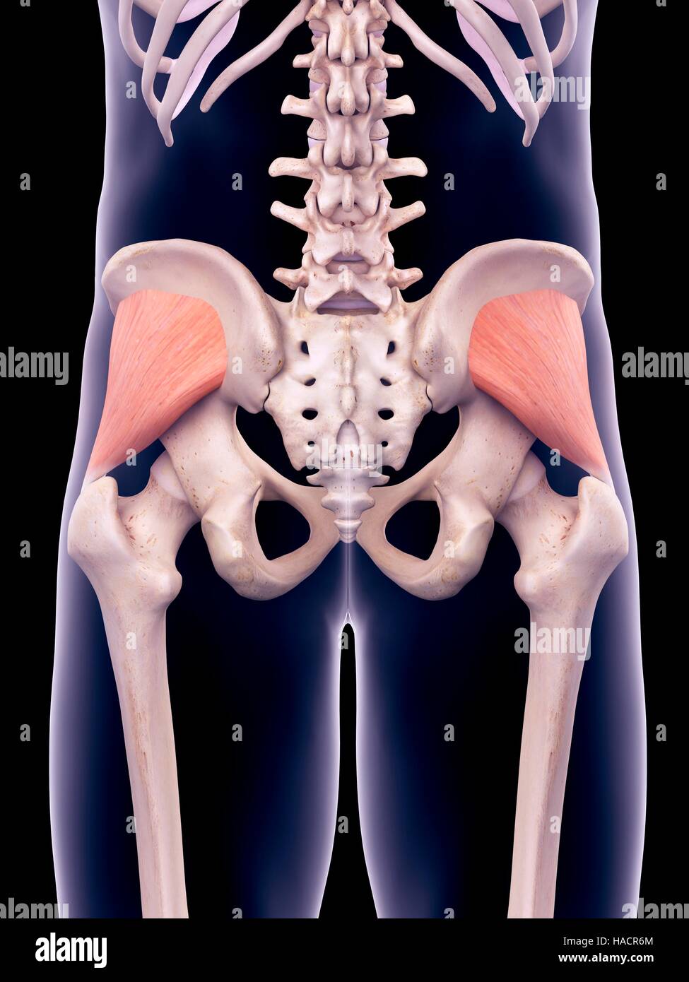 Muscoli glutei minimi immagini e fotografie stock ad alta risoluzione ...