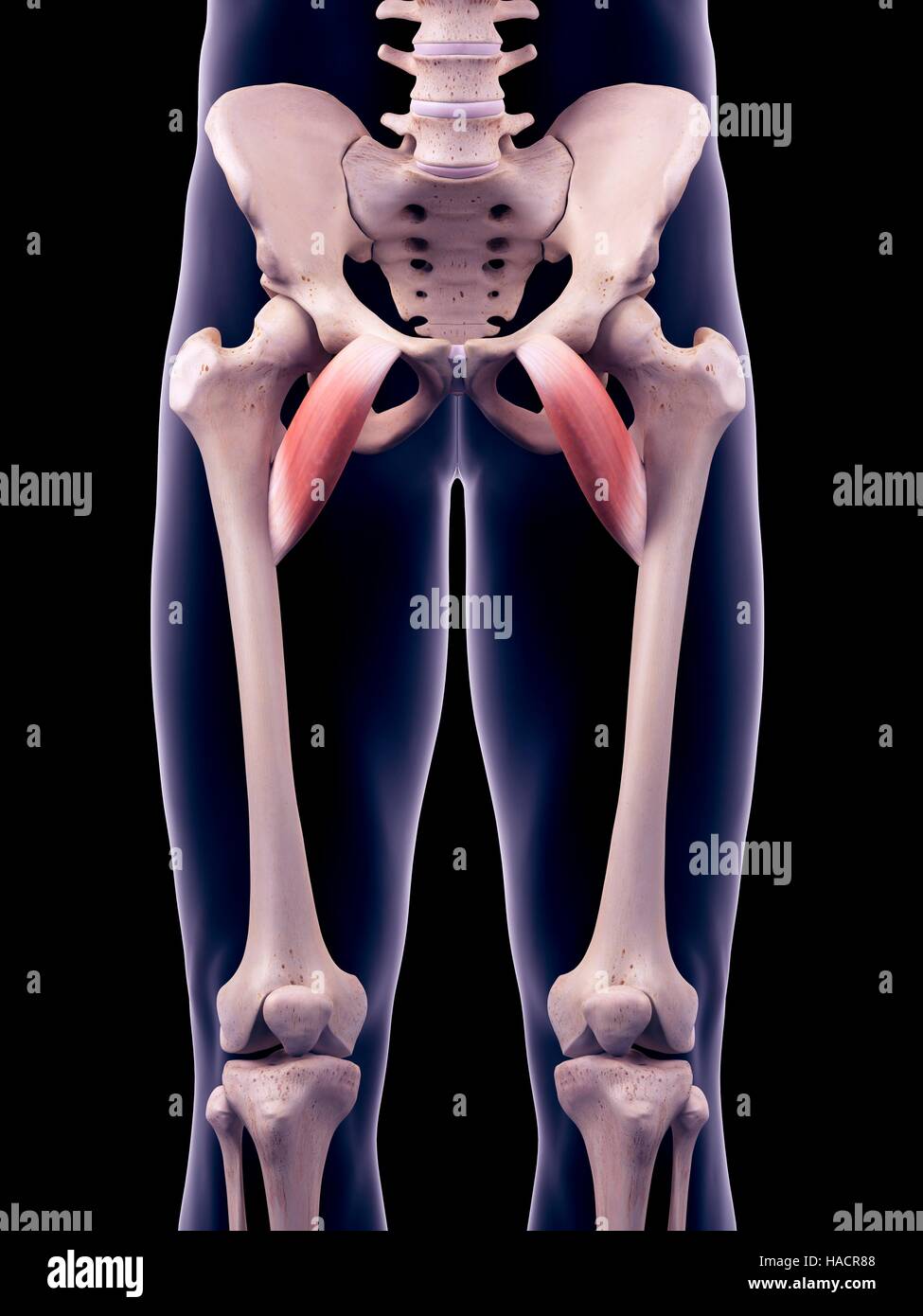 Pectineus muscles immagini e fotografie stock ad alta risoluzione - Alamy