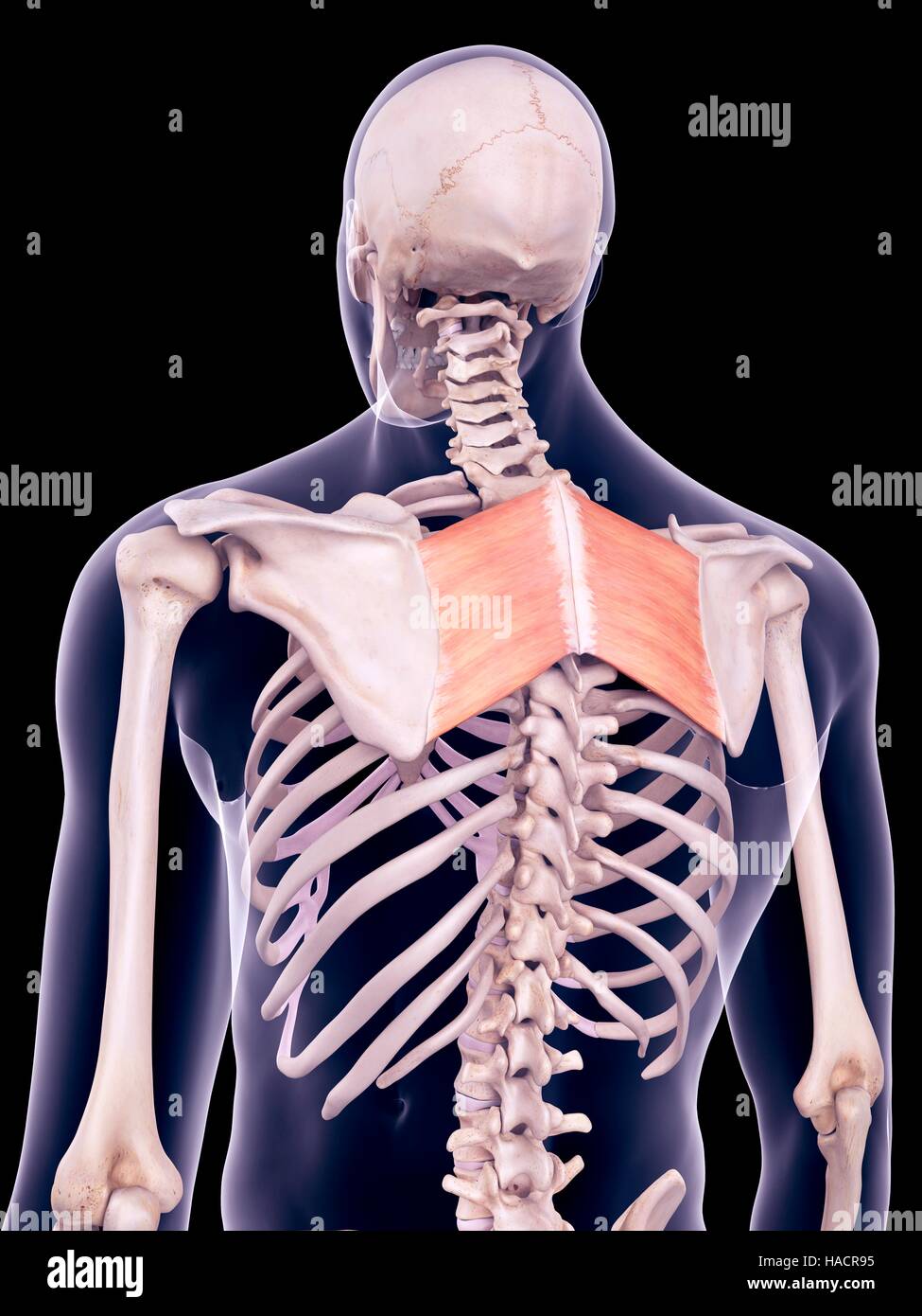 Anatomía de los músculos mayores romboides immagini e fotografie stock ...