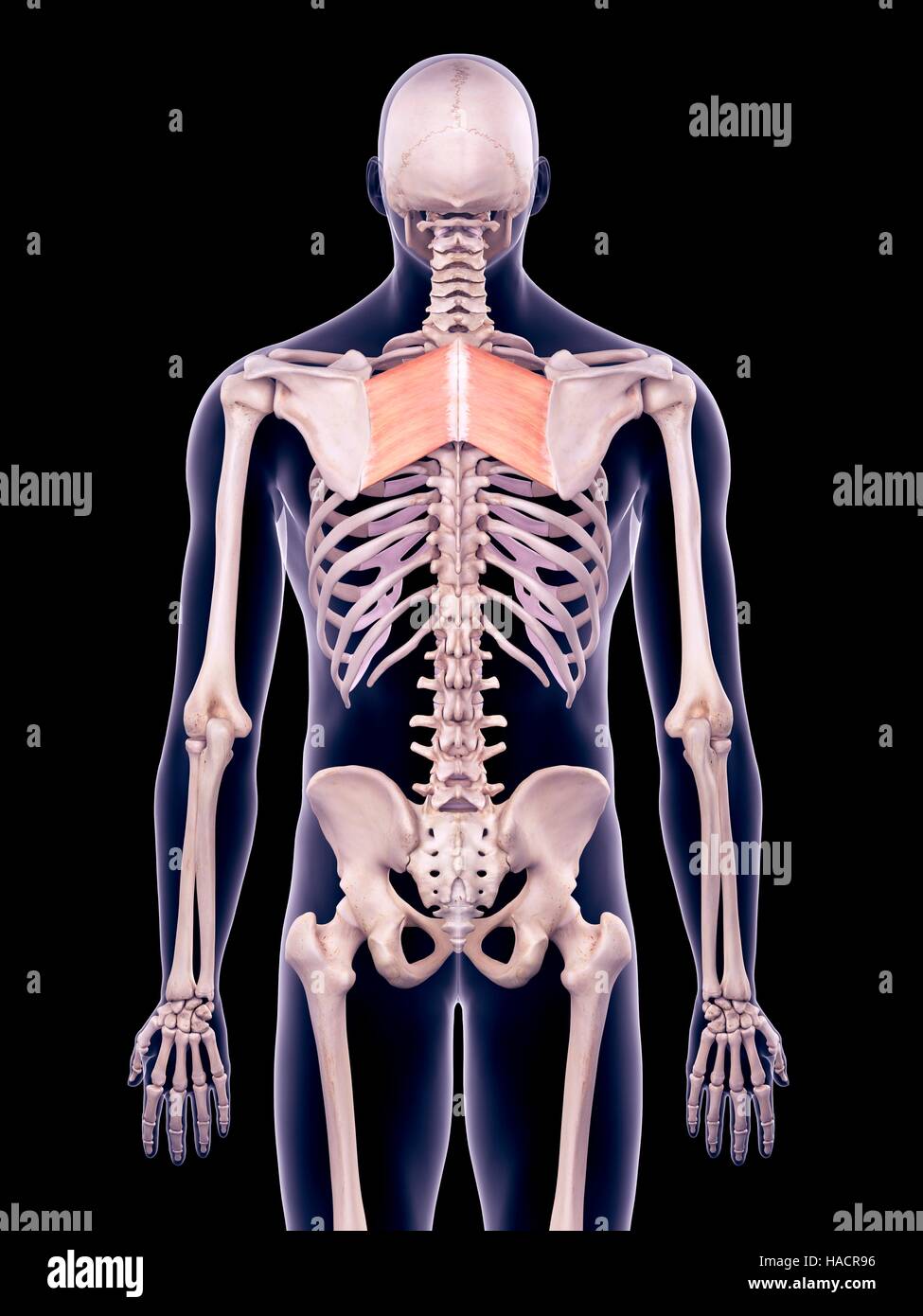 Anatomía de los músculos mayores romboides immagini e fotografie stock ...