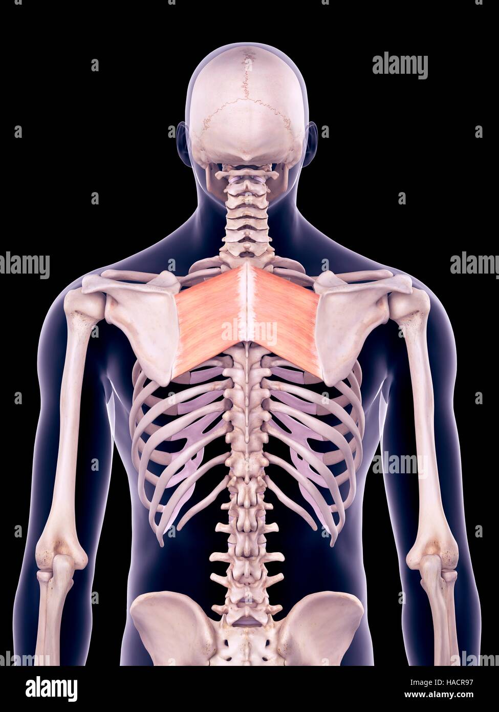 Muscolo Romboide Immagini e Fotos Stock - Alamy
