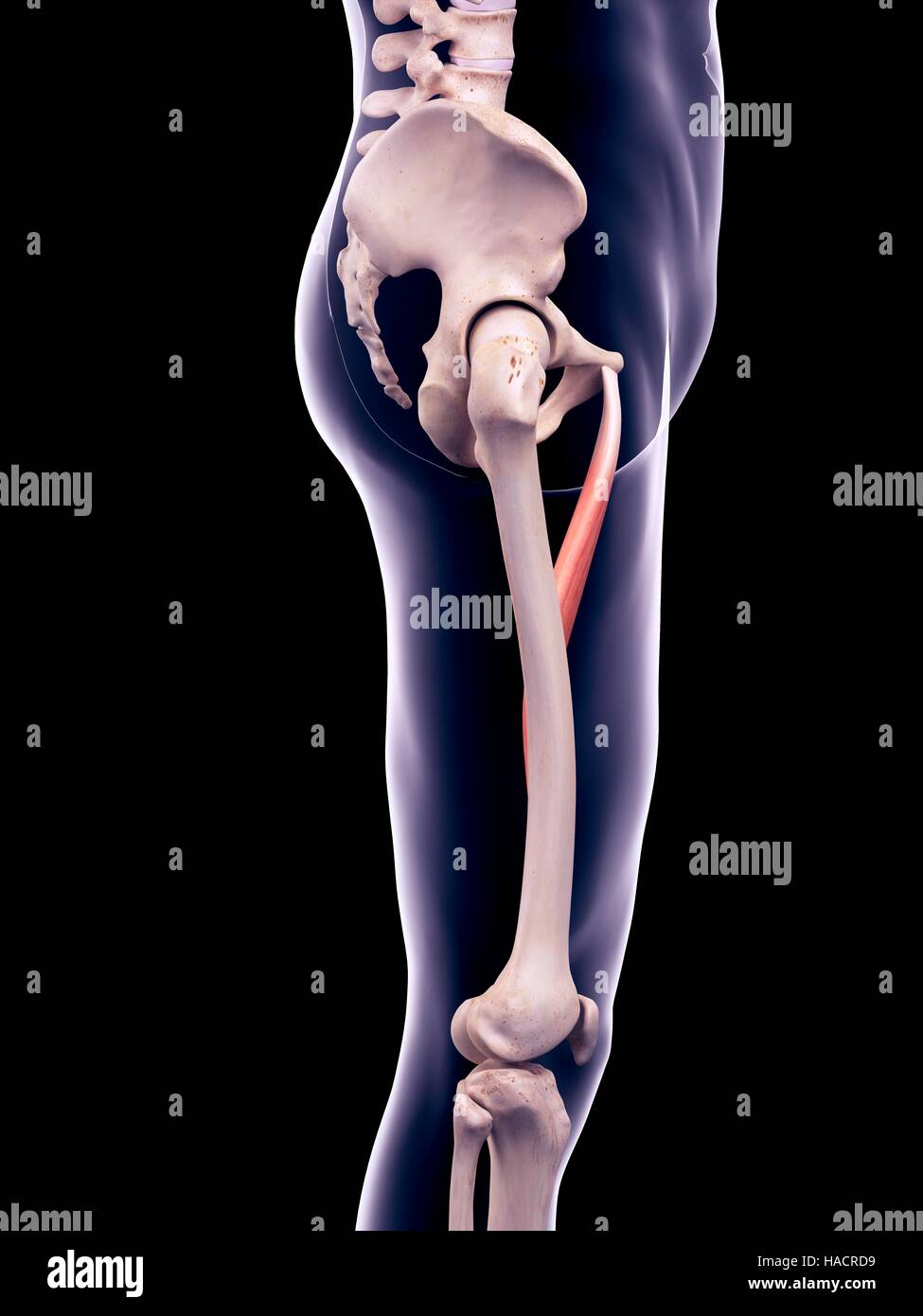 Adductor longus immagini e fotografie stock ad alta risoluzione - Alamy