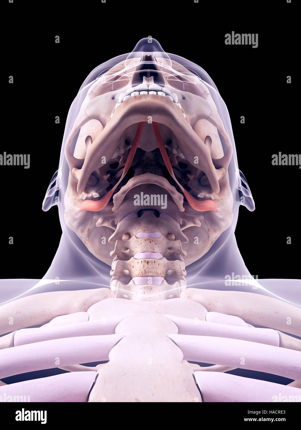 Muscolo digastrico immagini e fotografie stock ad alta risoluzione - Alamy