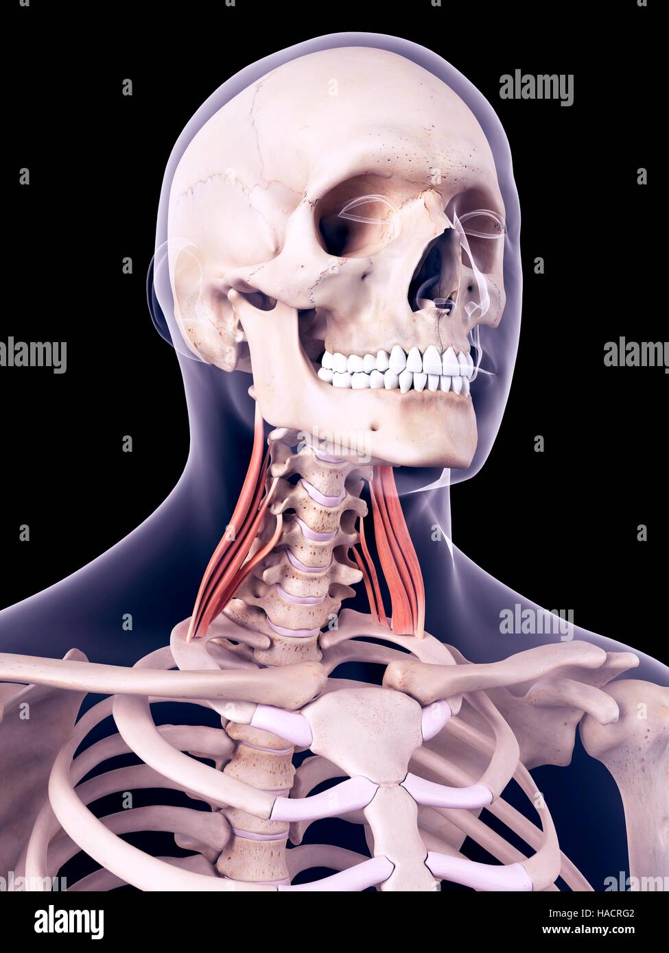 Muscoli scaleni immagini e fotografie stock ad alta risoluzione - Alamy