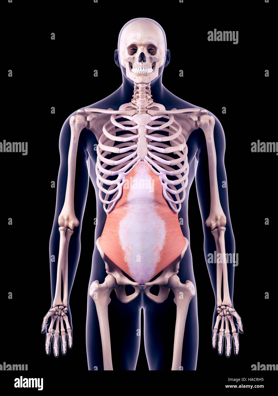 Muscolo trasverso addome immagini e fotografie stock ad alta ...