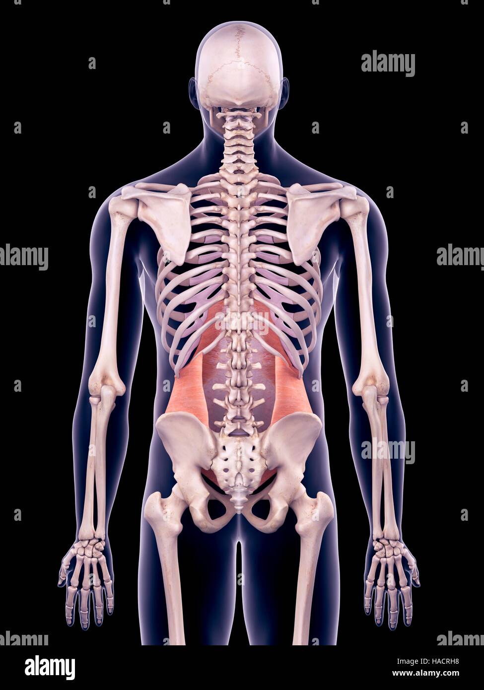 Muscolo trasverso dell'addome immagini e fotografie stock ad alta ...