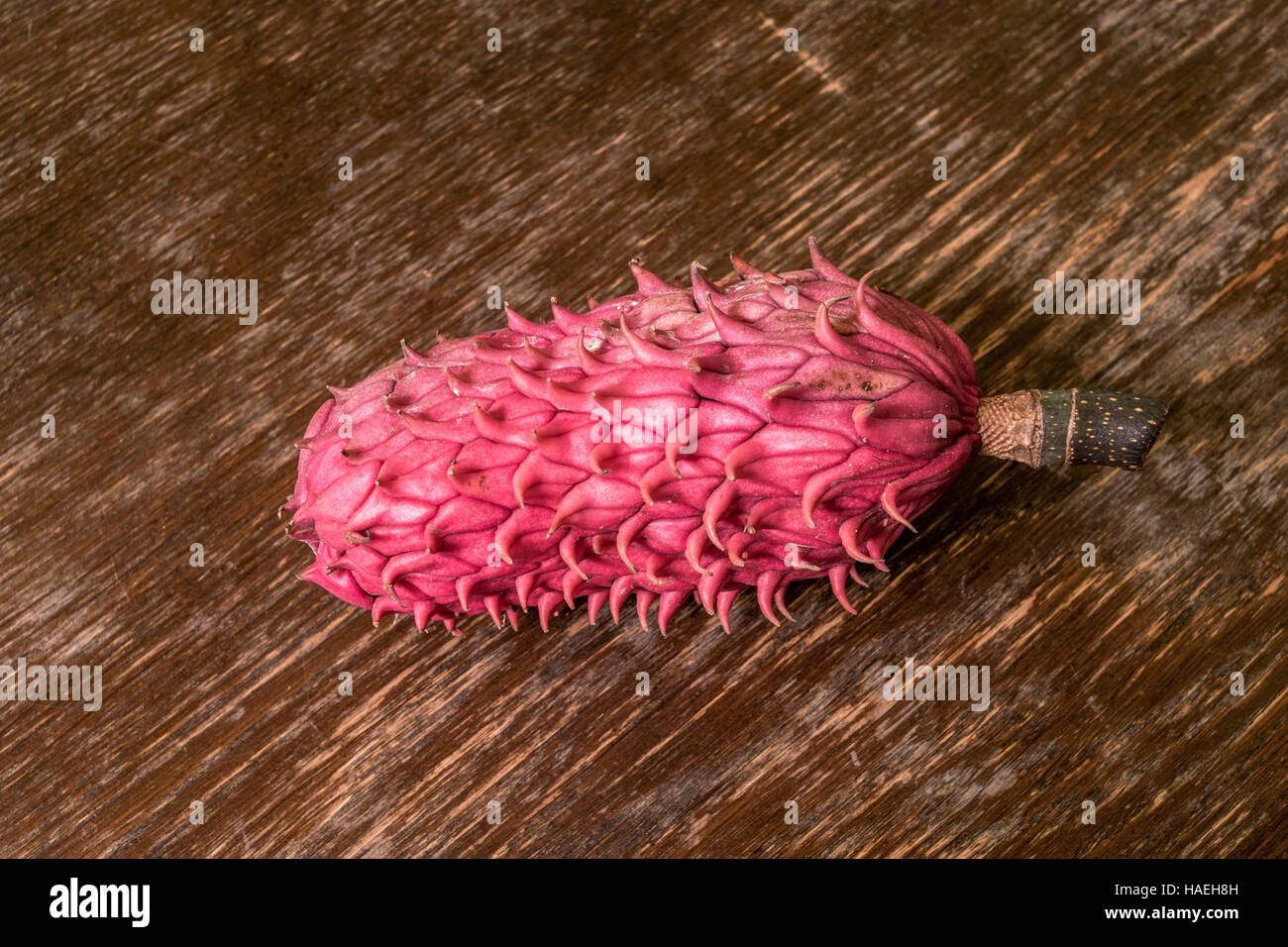 Magnolia magnolia grandiflora frutti albero albero magnolia meridionale ...