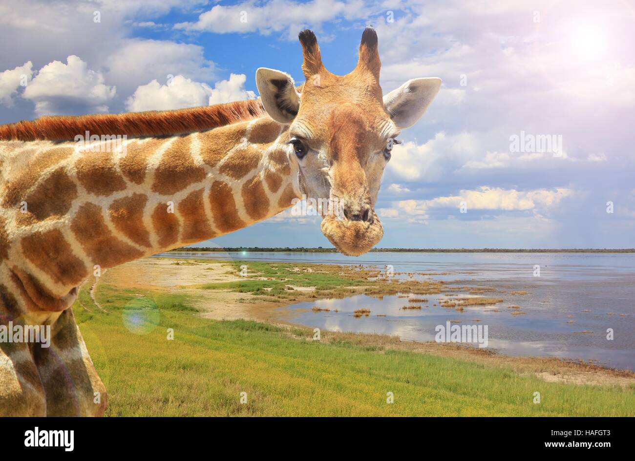 Fauna iconica africana immagini e fotografie stock ad alta risoluzione ...