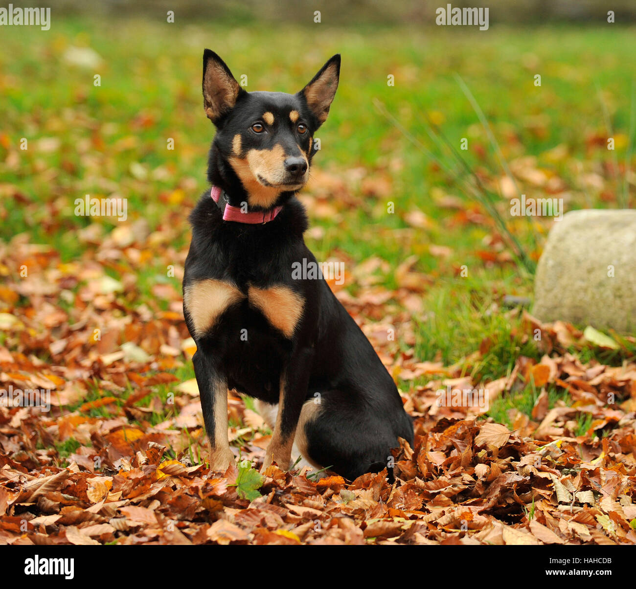 Cane Che Alleva Pecore Immagini e Fotos Stock - Alamy