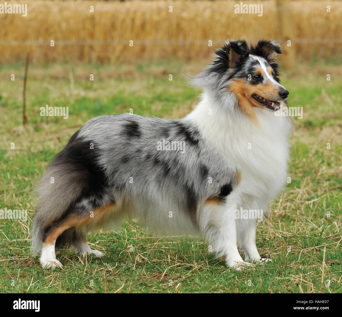 Sheltie Blu Merle Immagini e Fotos Stock - Alamy