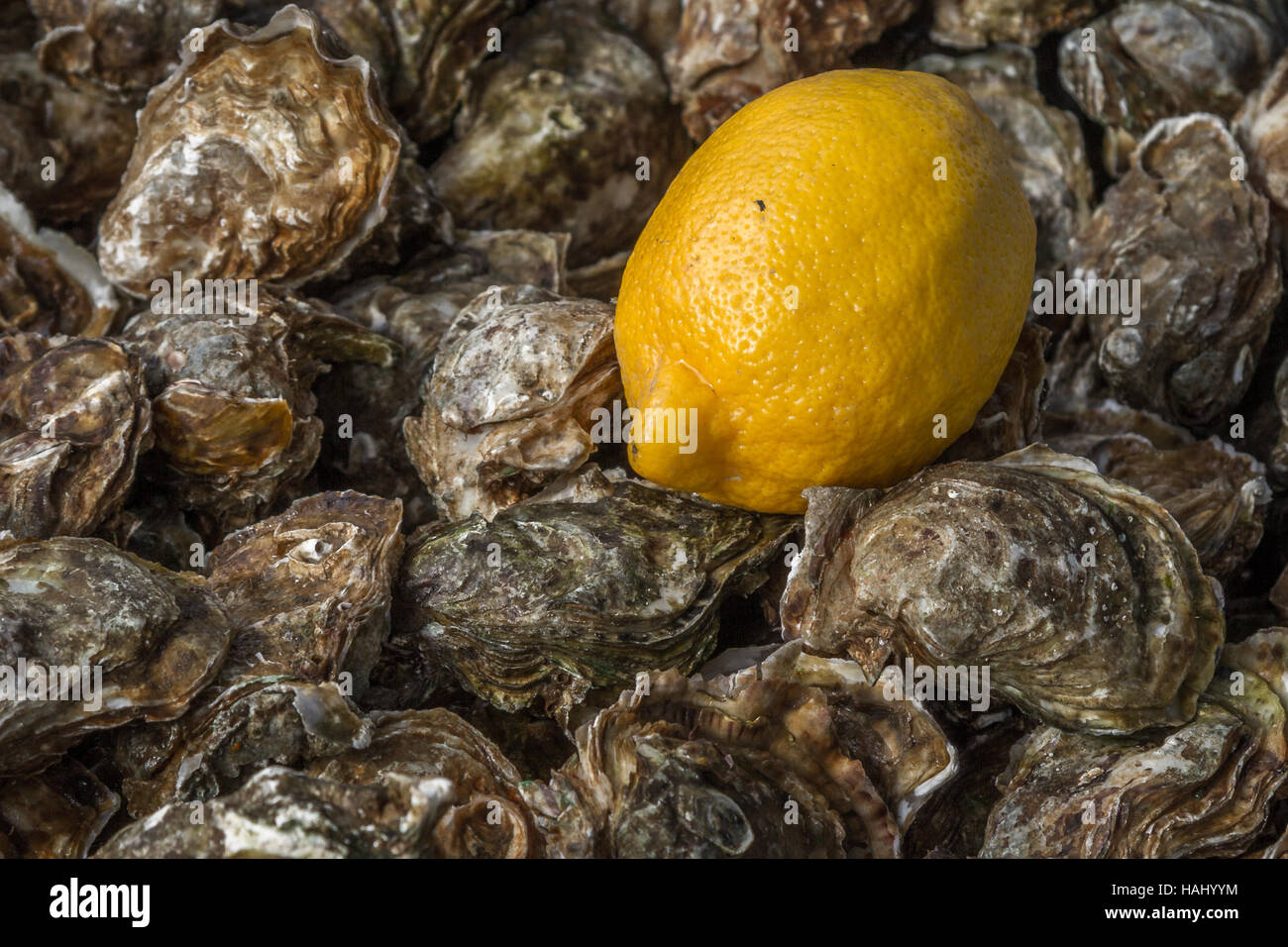 Limone di mare immagini e fotografie stock ad alta risoluzione - Alamy