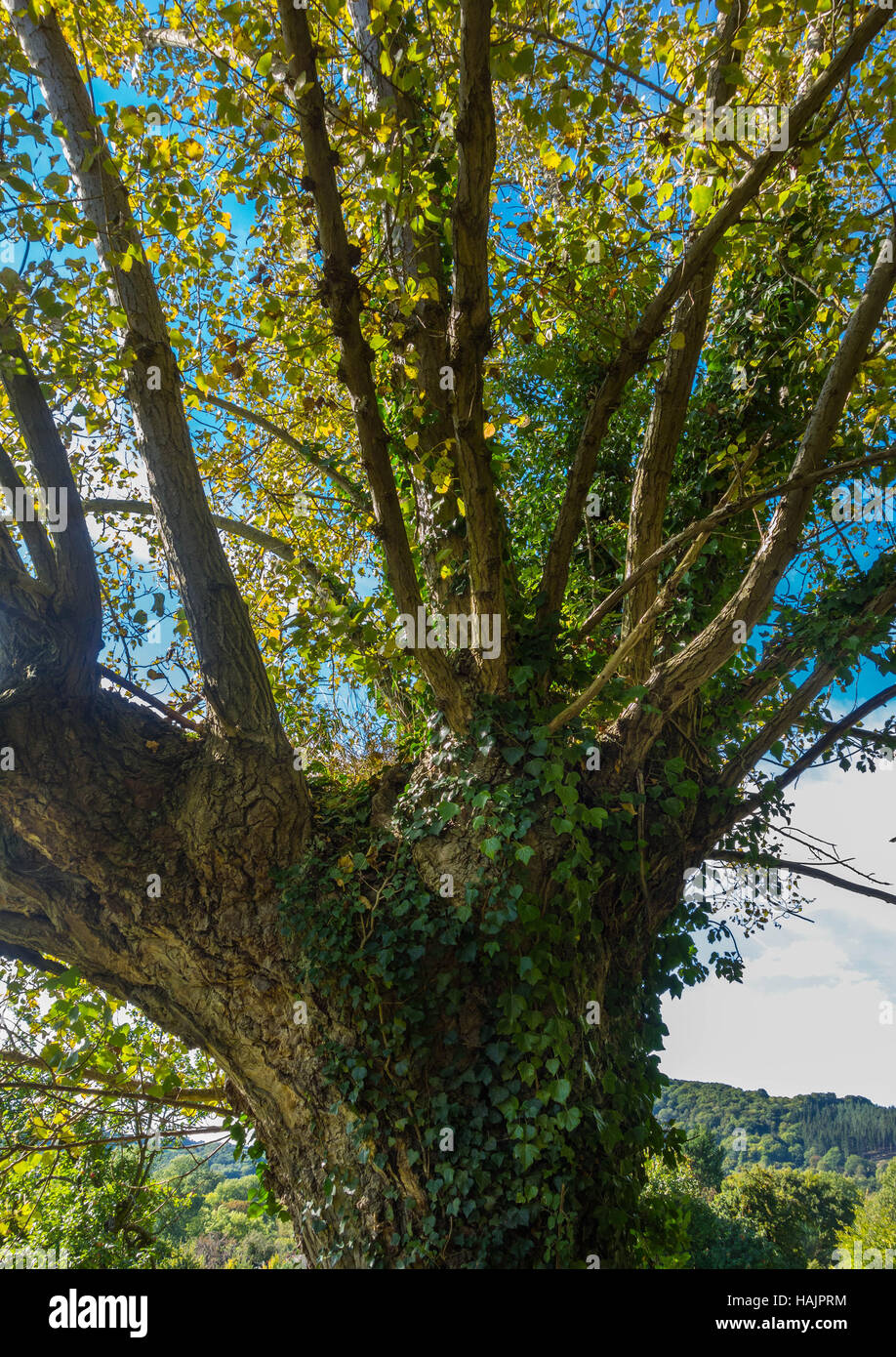 Specie di pioppo del regno unito immagini e fotografie stock ad alta ...