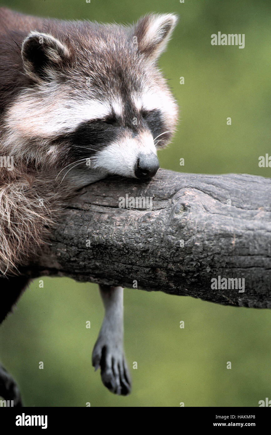 Procione testa immagini e fotografie stock ad alta risoluzione - Alamy