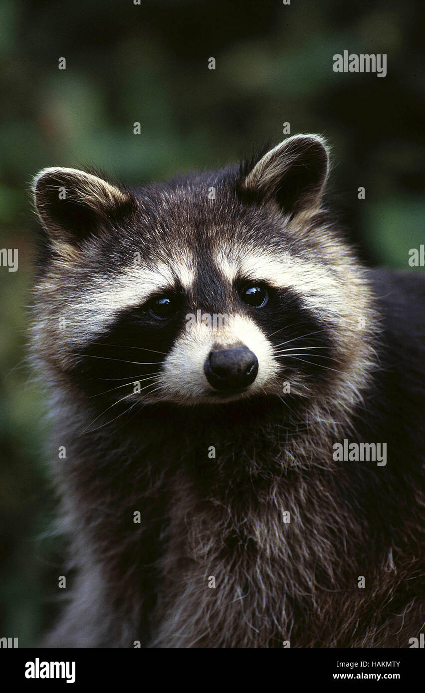 Procione testa immagini e fotografie stock ad alta risoluzione - Alamy