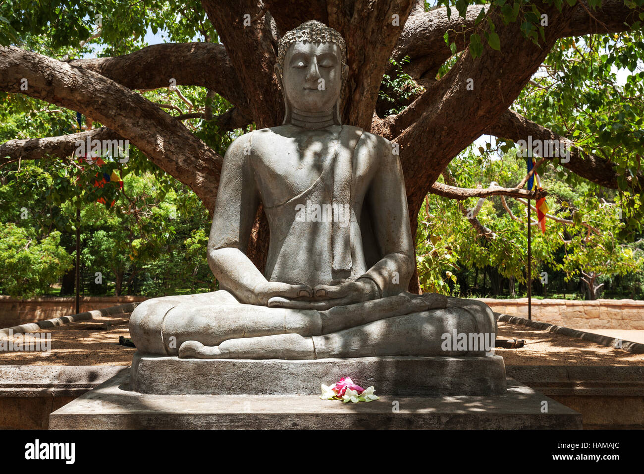 Statua del Buddha, Buddha seduto sotto il Bodhi tree (Ficus religiosa ...