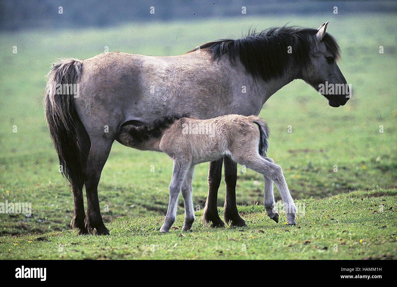 Duelmener wildpferd immagini e fotografie stock ad alta risoluzione - Alamy