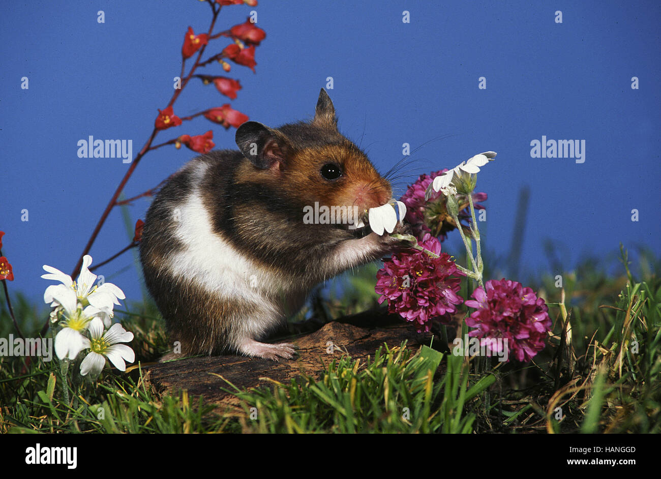 Golden criceto immagini e fotografie stock ad alta risoluzione - Alamy