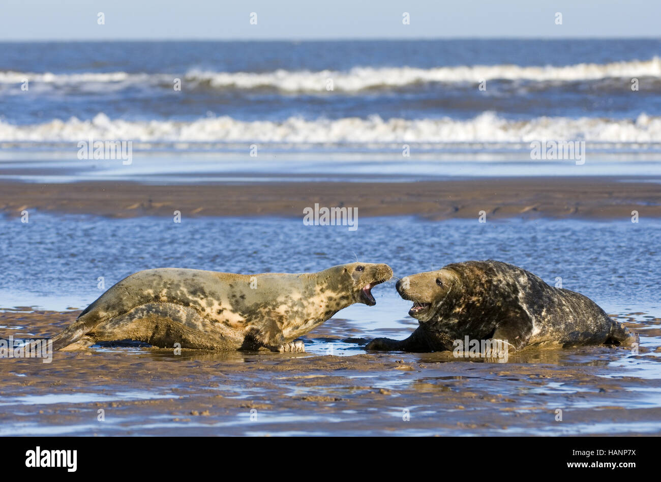 Cucciolo di madre foca grigia immagini e fotografie stock ad alta ...