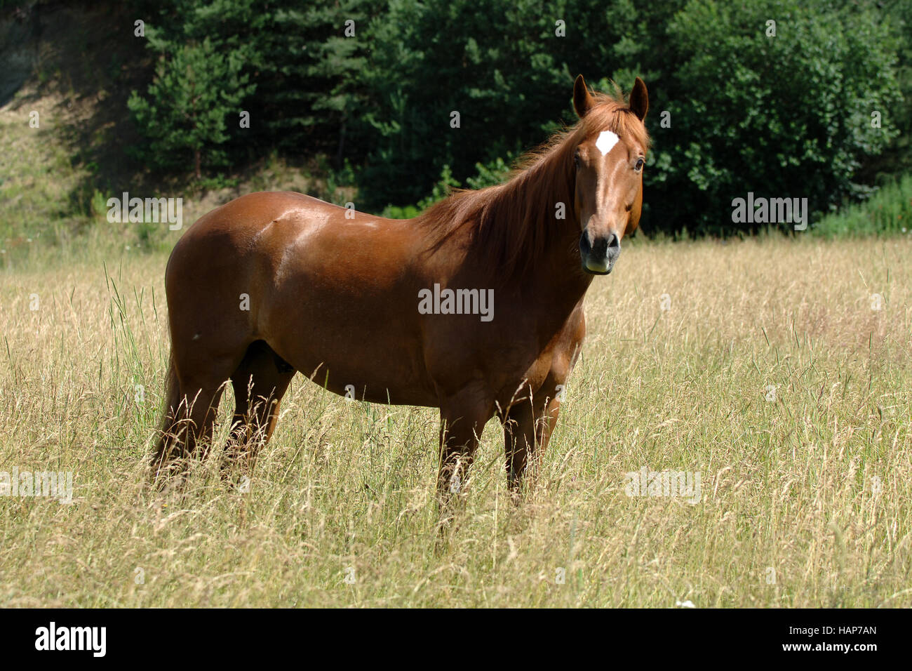 Quarter horse immagini e fotografie stock ad alta risoluzione - Alamy