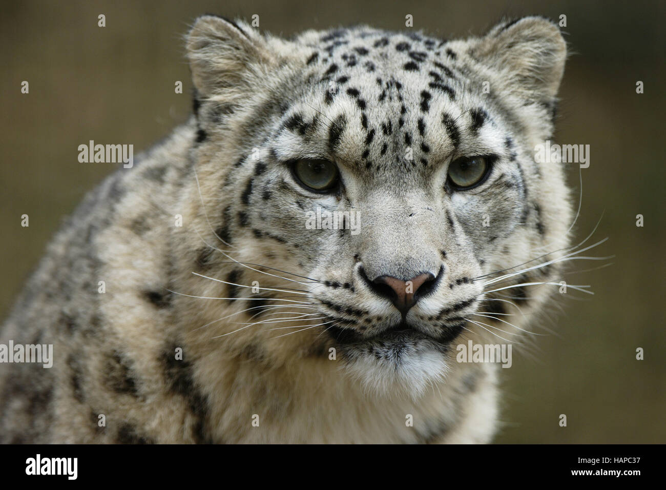 Leopardo delle nevi preda immagini e fotografie stock ad alta ...