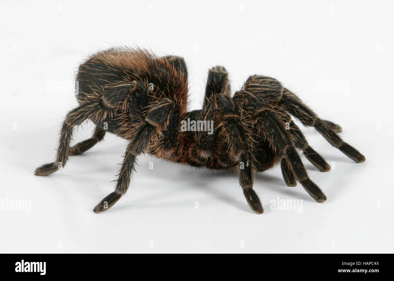 Grammostola rosea immagini e fotografie stock ad alta risoluzione - Alamy