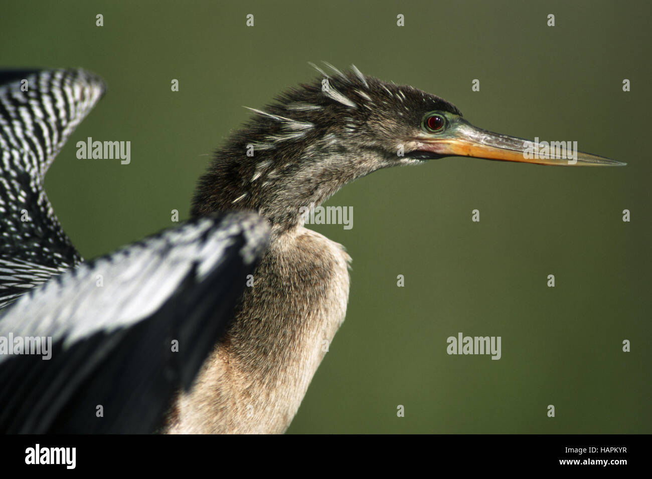 Schlangenhalsvogel anhingidae immagini e fotografie stock ad alta risoluzione - Alamy