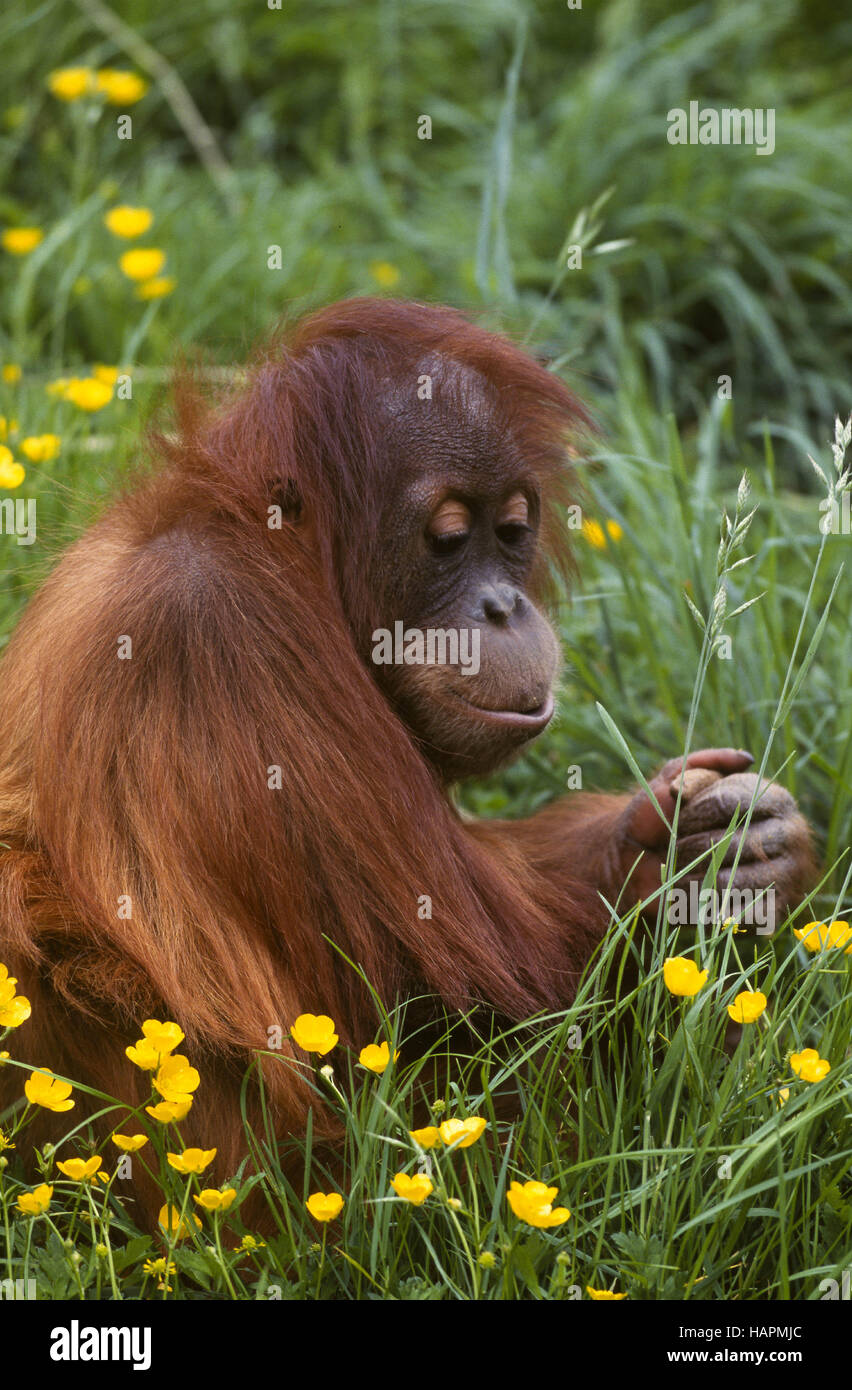 Giovane orango utan immagini e fotografie stock ad alta risoluzione - Alamy