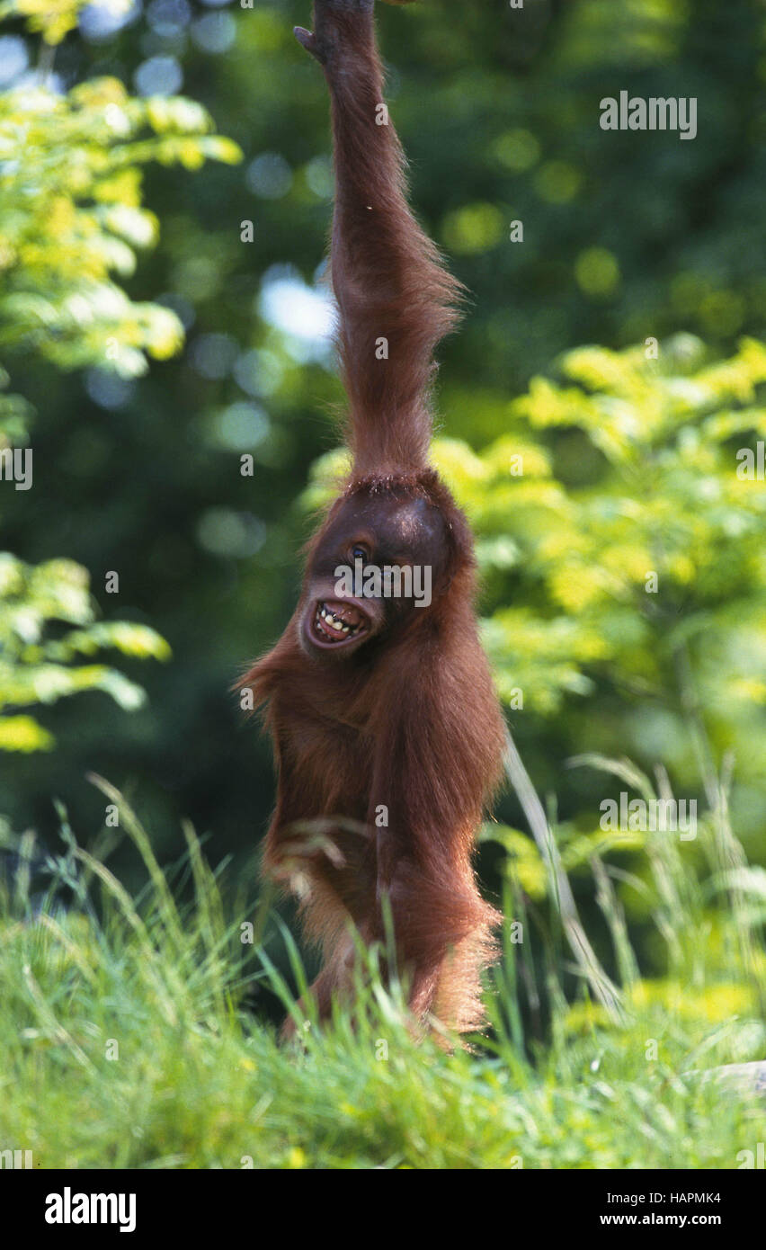 Giovane orango utan immagini e fotografie stock ad alta risoluzione - Alamy