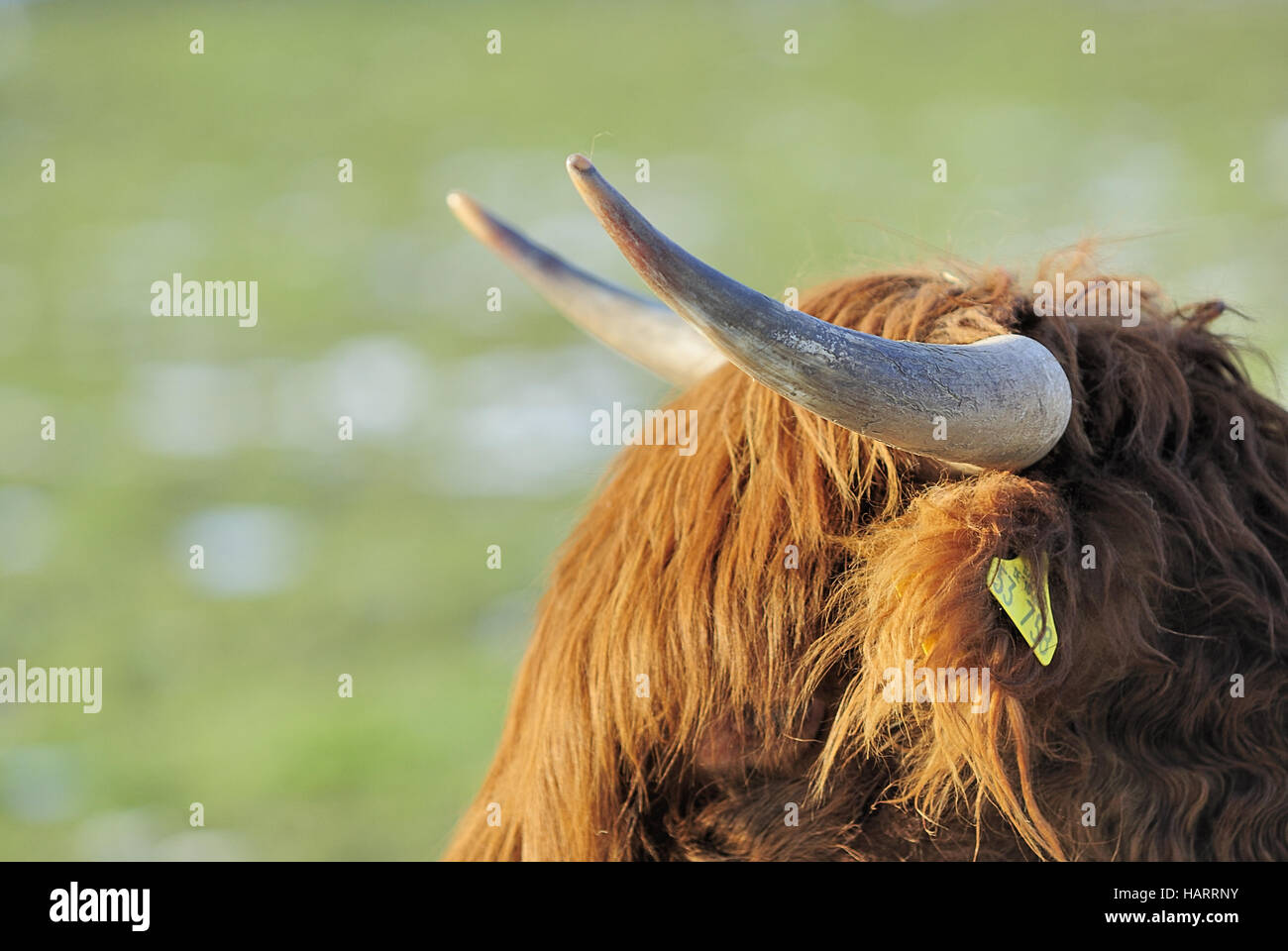 Hochlandrinder weide immagini e fotografie stock ad alta risoluzione ...