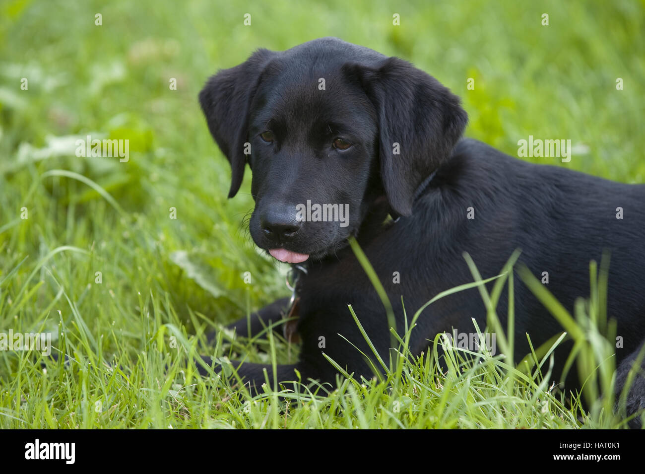 Cucciolo di cane nero immagini e fotografie stock ad alta risoluzione ...
