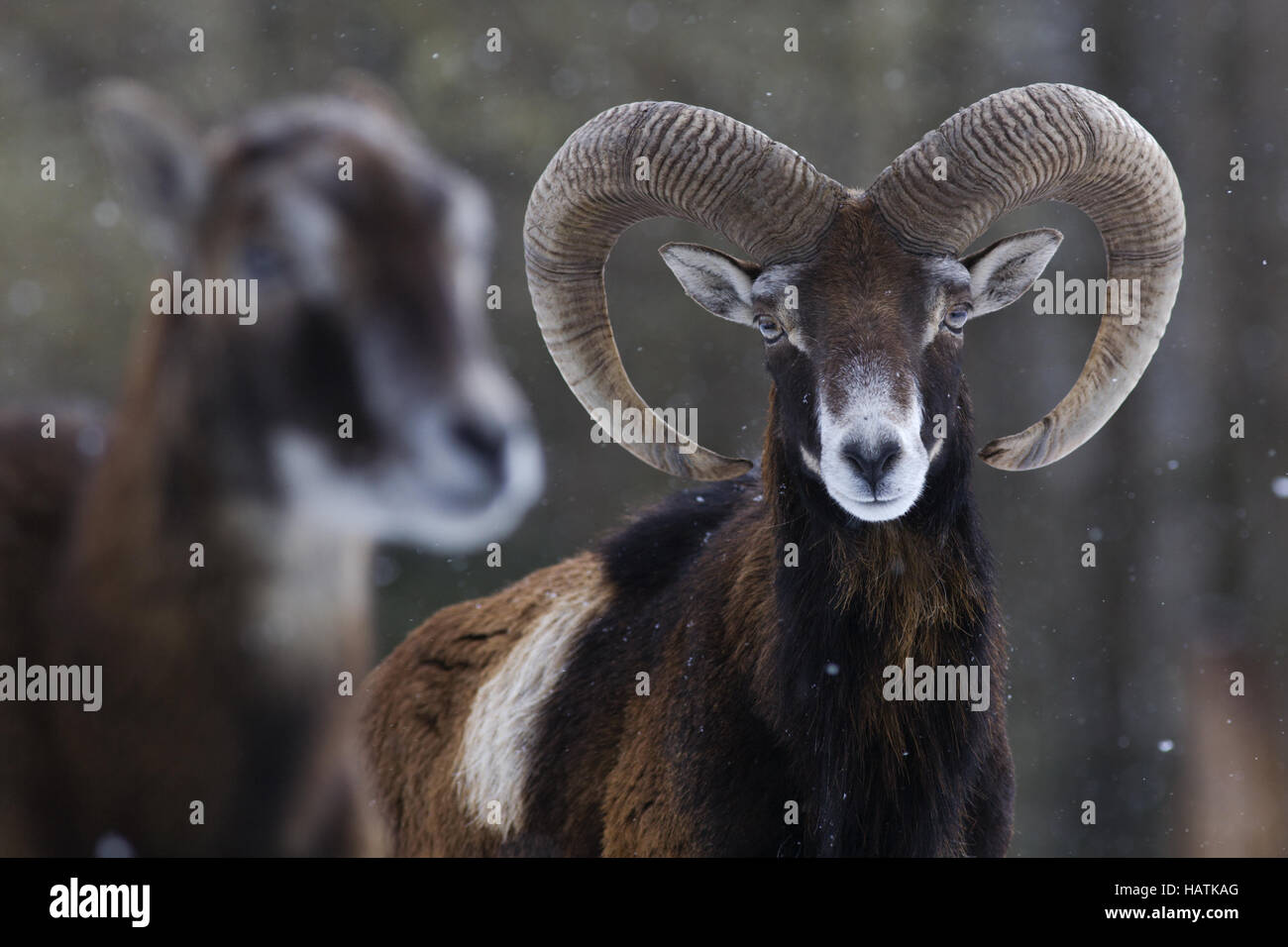 Europaeischer mufflon immagini e fotografie stock ad alta risoluzione ...