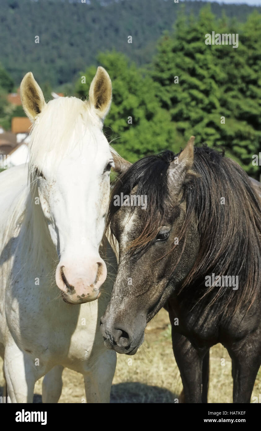 Berbère arabe immagini e fotografie stock ad alta risoluzione - Alamy