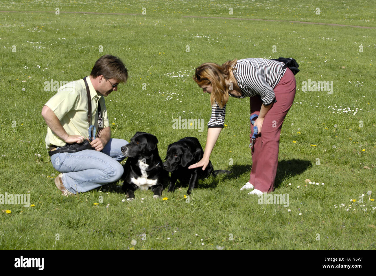 Cani di razza mista immagini e fotografie stock ad alta risoluzione - Alamy