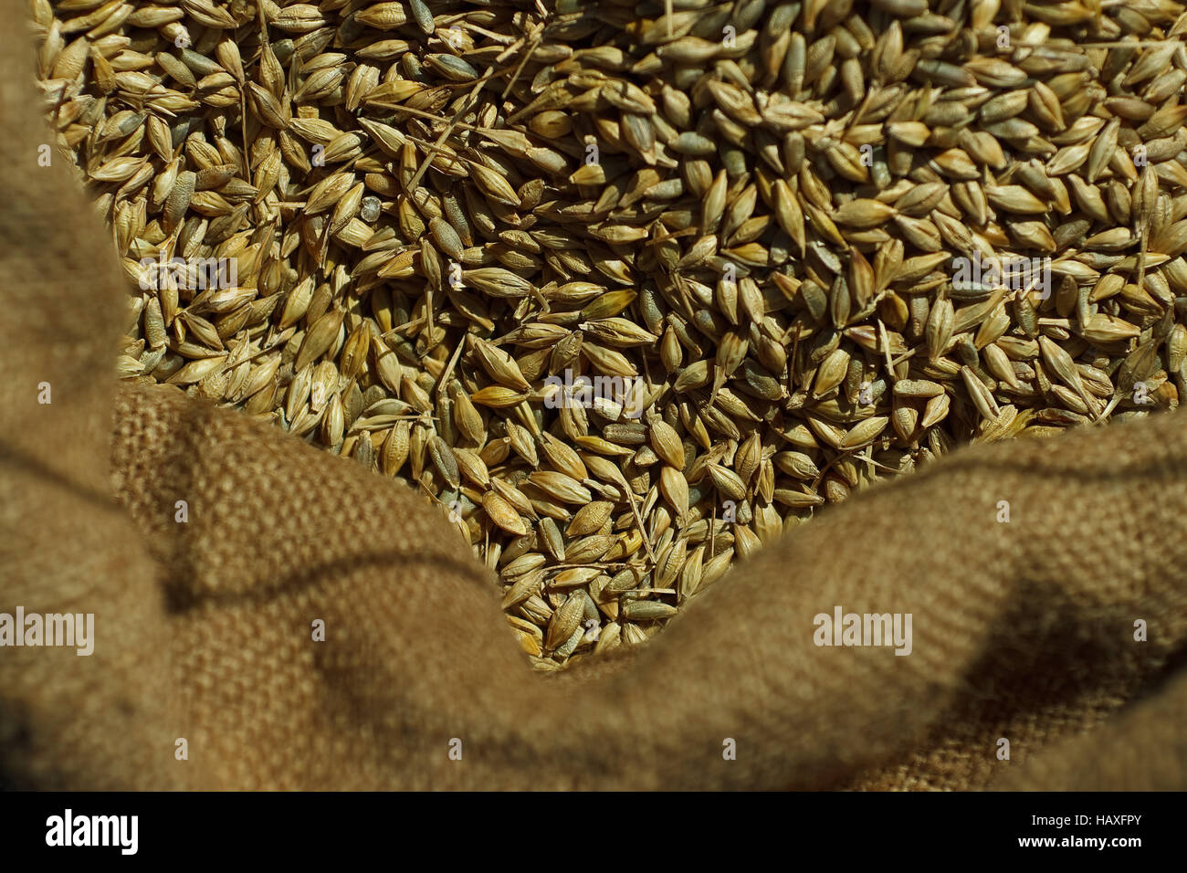 Sacco di mais immagini e fotografie stock ad alta risoluzione - Alamy