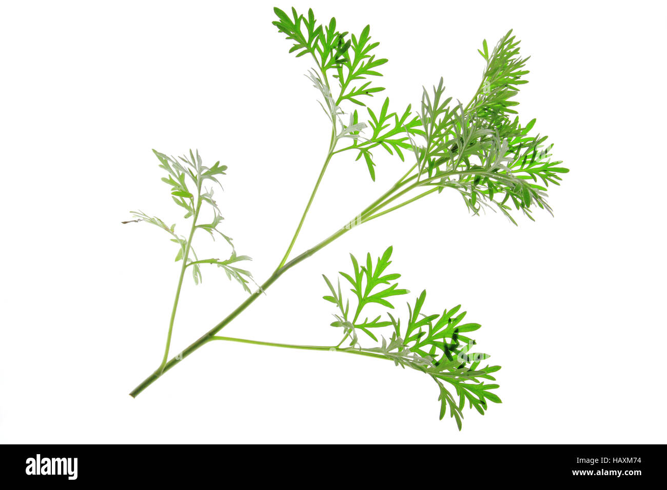 Pflanze artemisia absinthium immagini e fotografie stock ad alta ...