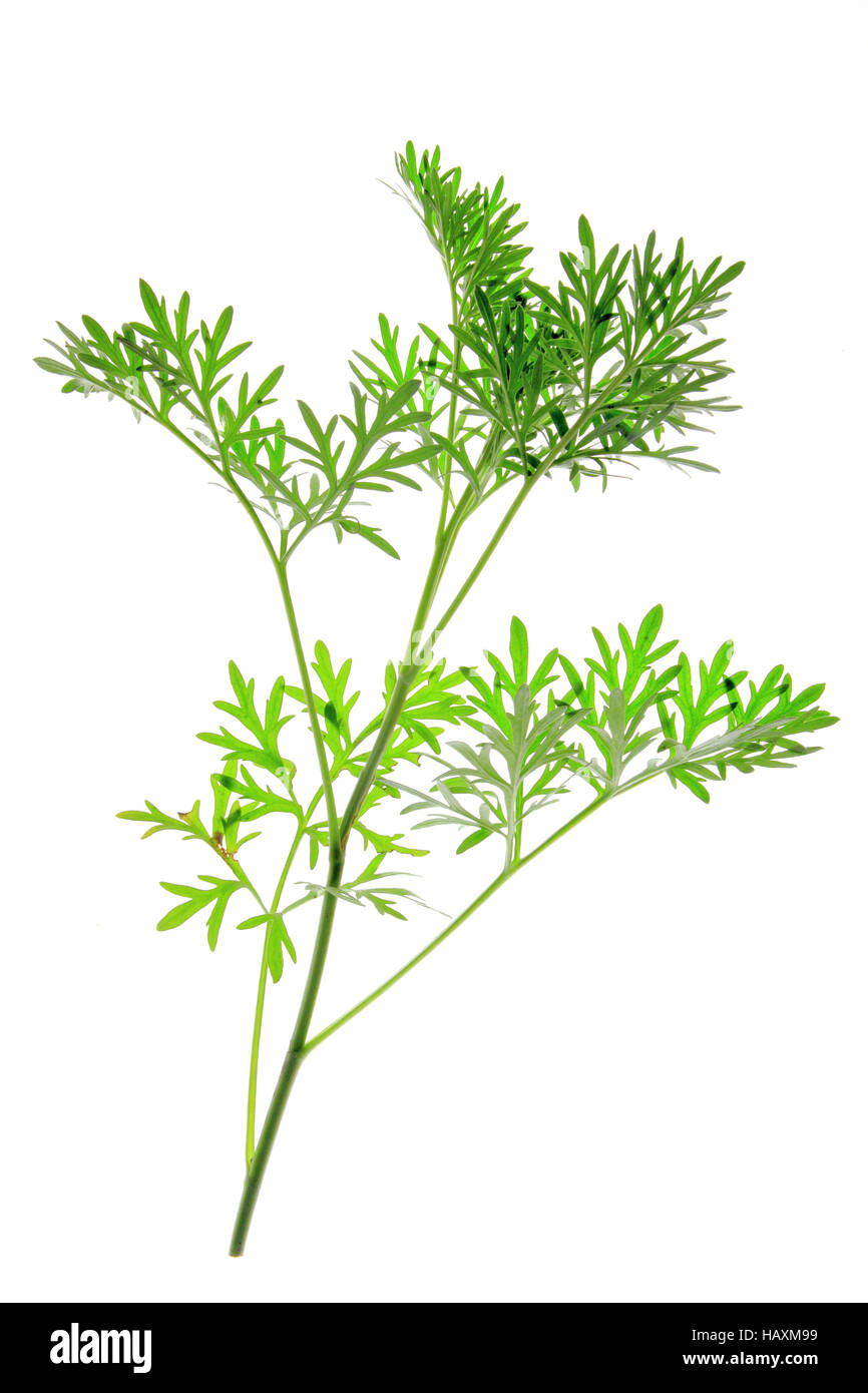Artemisia absinthium immagini e fotografie stock ad alta risoluzione ...